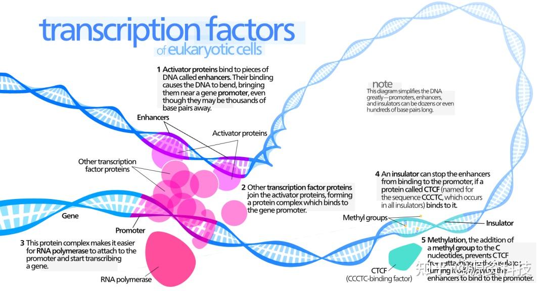 如何预测转录因子和启动子的具体结合位点？ - 知乎