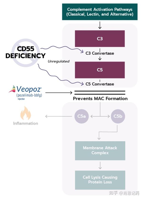 记住所有FDA生物药 | 补体C5抑制剂 | VEOPOZ® pozelimab | 蛋白丢失性肠病（CHAPLE病） - 知乎