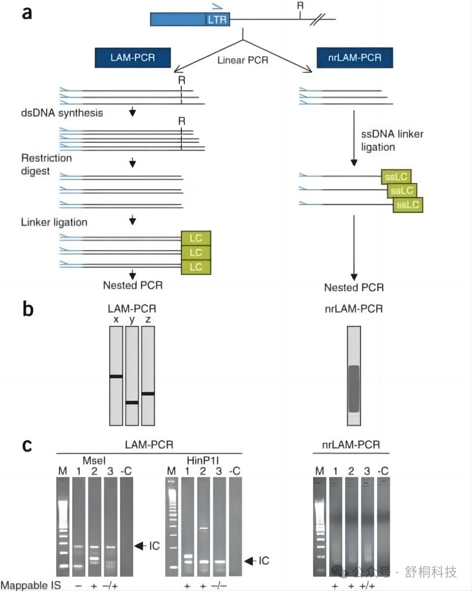 nrLAM-PCR，临床基因治疗中载体整合位点鉴定技术 - 知乎