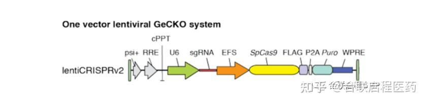 CRISPR/Cas9原理及技术优势 - 知乎