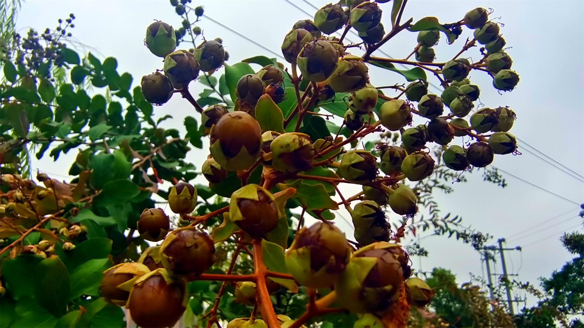 美丽吉安：秋色之紫薇果实 - 知乎