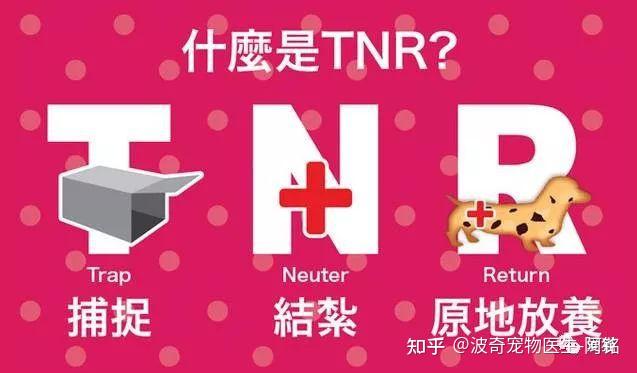 扩散！如果你看到耳朵缺一块的流浪猫，请善待！ - 知乎