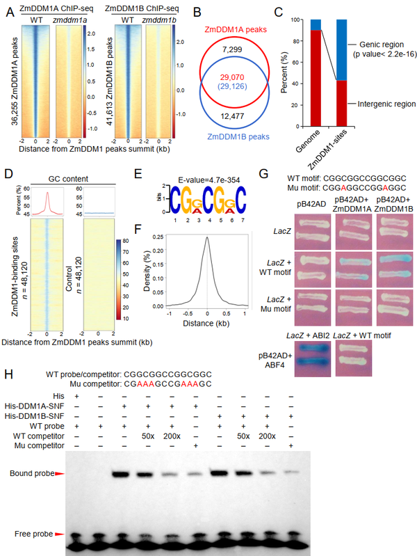 Plant Cell | 中国农业大学贺岩课题组揭示玉米DDM1参与RdDM途径的机制 - 知乎