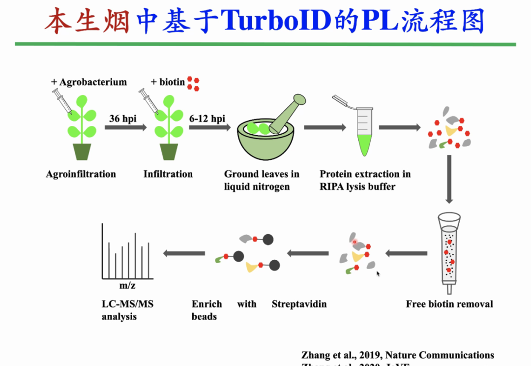 Trends Plant Sci | 基于临近标记技术加速植物中互作蛋白的鉴定 - 知乎