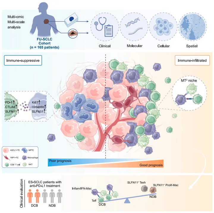 CODEX（PCF）再现高分期刊Cancer Cell | 复旦大学研究团队：小细胞肺癌空间分子异质性及免疫互作生态位 - 知乎