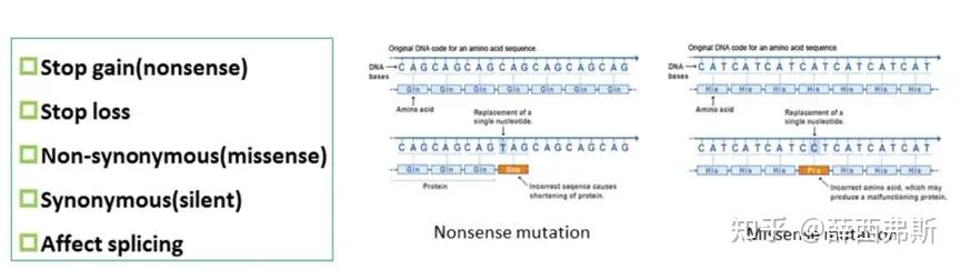 【学习笔记】遗传变异的基本类型 - 知乎