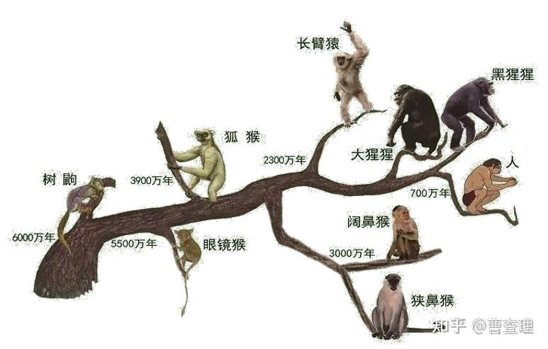 面对寒冷的团结与进化——Adaptations to a cold climate promoted social evolution in ...