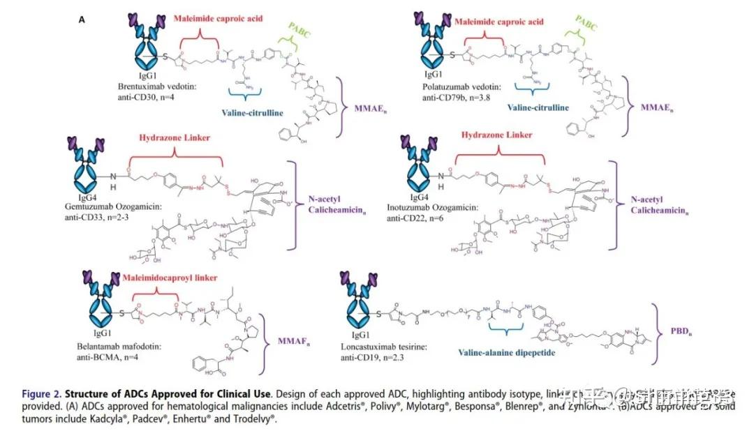 综述：靶向肿瘤ADC：前途与挑战（Part 8） - 知乎