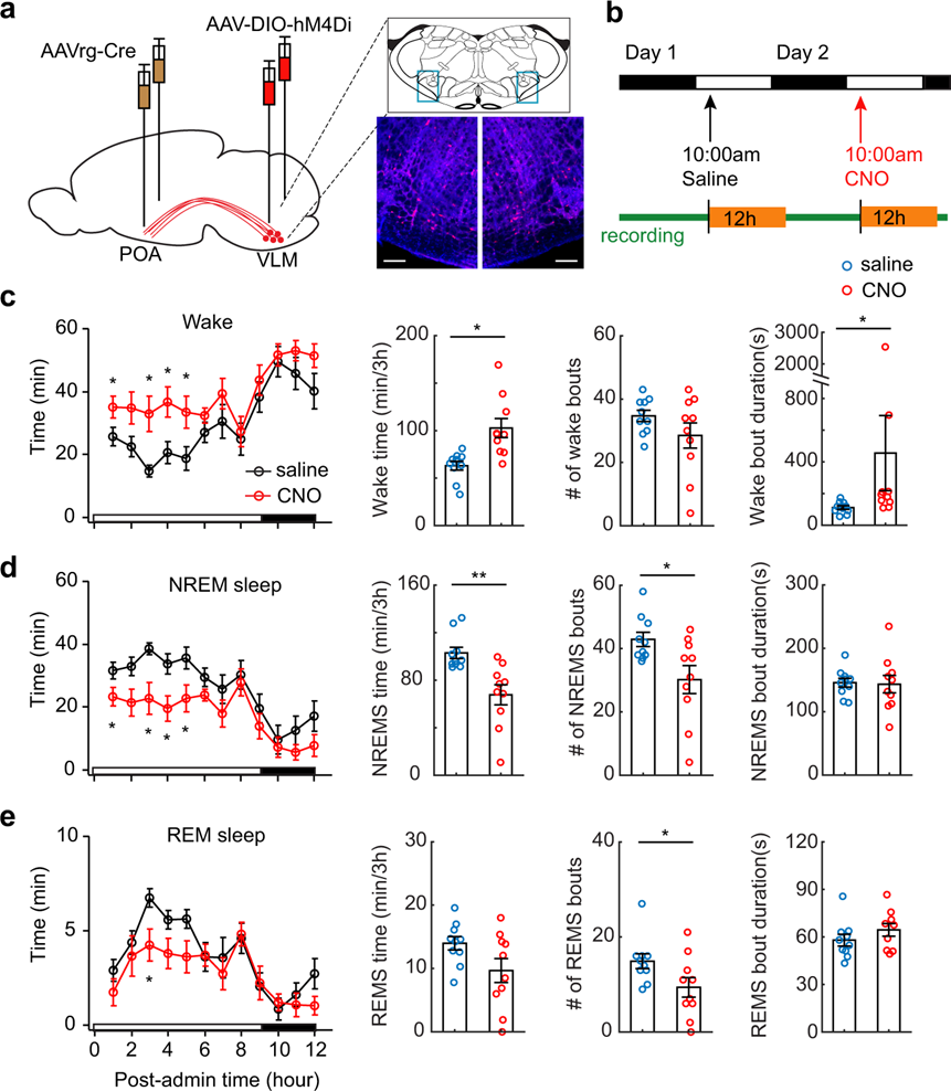 【脑科学】谷氨酸能神经元对小鼠NREM睡眠的控制作用 - 知乎