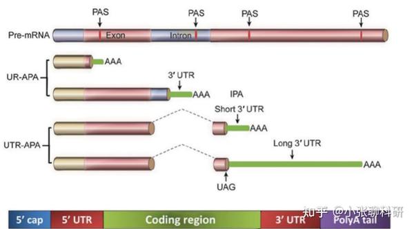必追国自然热点！5分钟全面了解这个最新RNA调控机制 - 知乎
