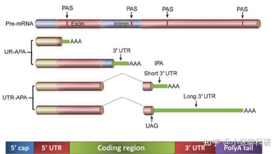 必追国自然热点！5分钟全面了解这个最新RNA调控机制 - 知乎