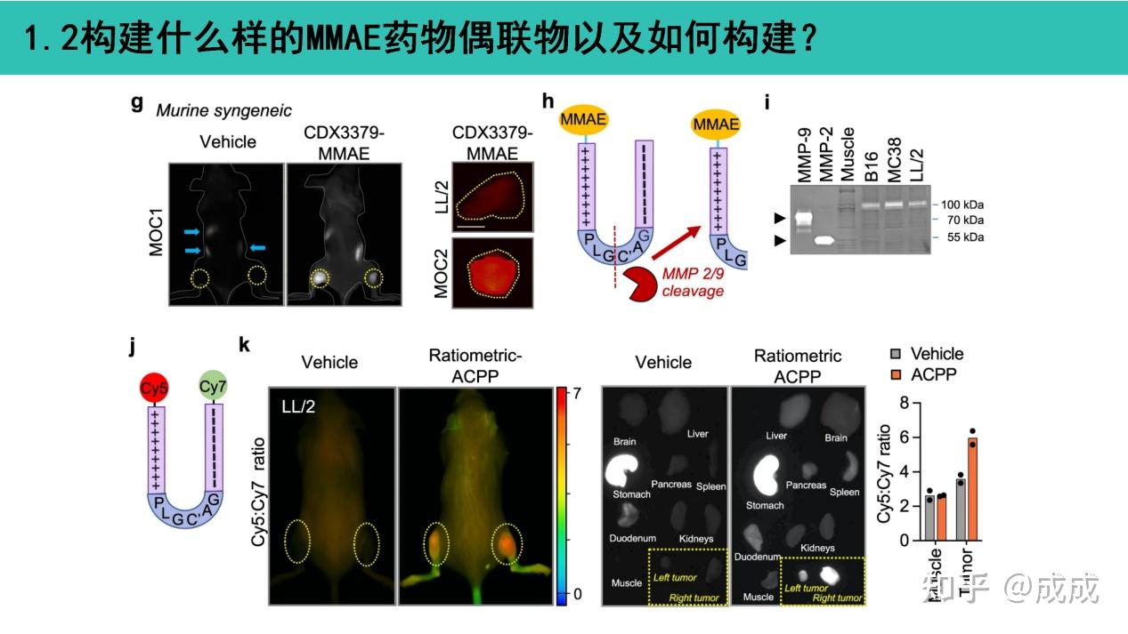 文献解读|单甲基澳瑞他汀的抗体和肽药物偶联物用于肿瘤的化学-放射-免疫三模式治疗 - 知乎