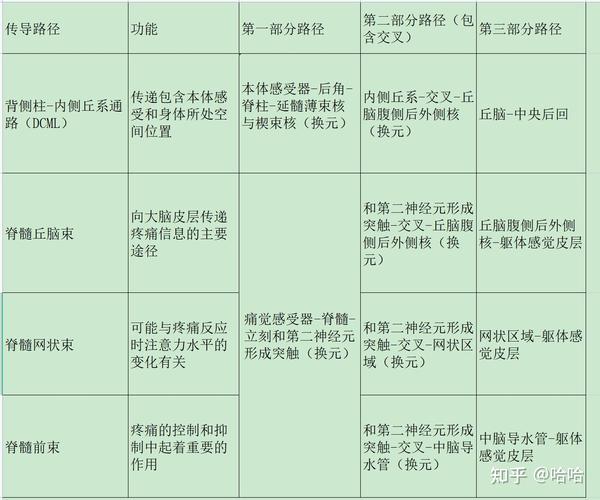 脊髓内侧丘系(DCML)和前外侧系统(AL) - 知乎