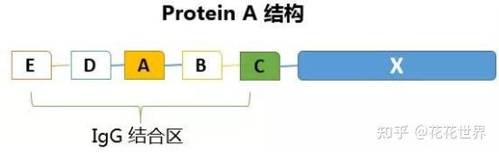 Protein A、Protein G、Protein L（转载） - 知乎