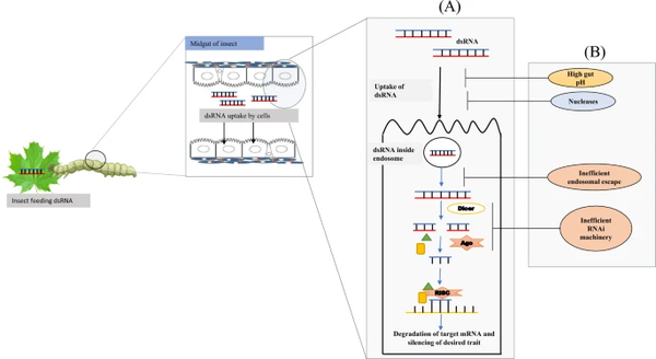 每日科研进展 l 2023.06.14 l 基于 RNAi 的生物农药：鳞翅目昆虫近期研究综述 - 知乎