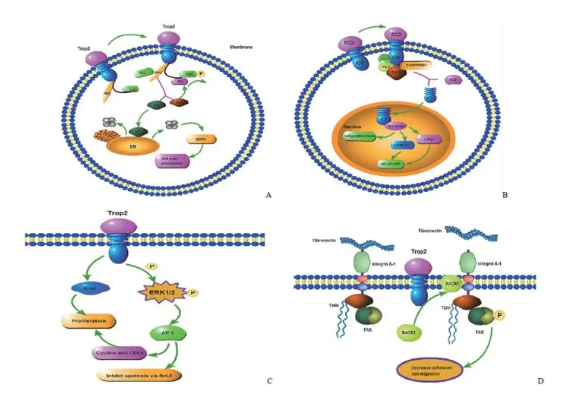 159858-22-7 Fmoc-Val-Cit-PAB ADC抗体分享 - 知乎