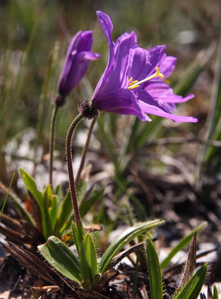 多肉植物全图鉴15：翡若翠科（Velloziaceae），翡若翠属（Vellozia） 原始种I-Z 与产地种 - 知乎