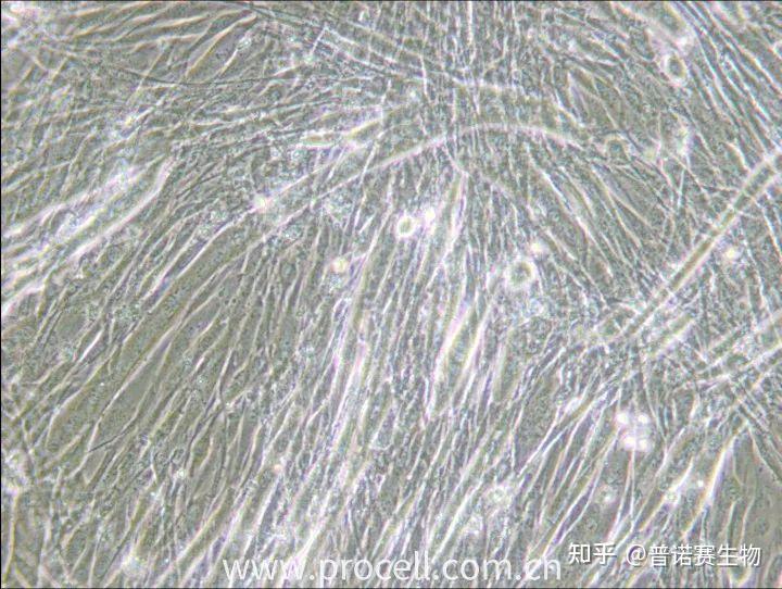 细胞学堂 | C2C12细胞培养方法,如何诱导C2C12细胞分化 - 知乎