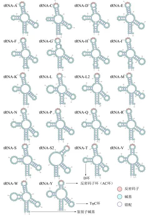 【线粒体基因组分析】01.tRNA二级结构图绘制教程 - 知乎