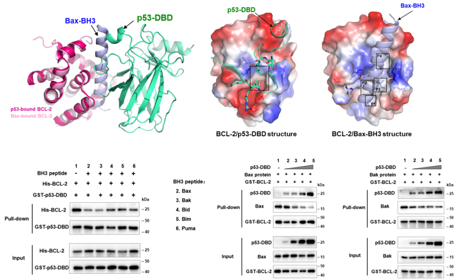 Nature子刊|如何用敲除细胞系揭秘p53与BCL-2的互作机制 - 知乎