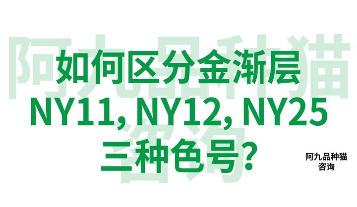 如何区分金渐层NY11，NY12，NY25色号颜色？ 金渐层11色12色25色是什么意思？11和12和25的区别特征？ 金渐层11 12 25？ 英短金渐层怎么看11色还是12色还是25色？ - 知乎