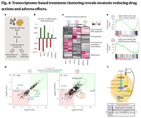 Hans Clevers 团队再突破！新型人脂肪肝类器官可用于CRISPR筛选新靶点药物 - 知乎
