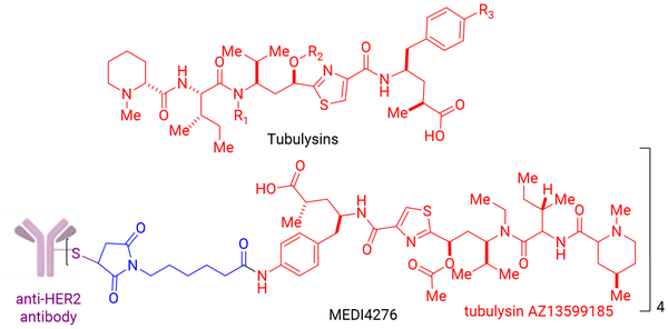 ADC有效载荷（Payload）的发展及其药代动力学考量 - 知乎