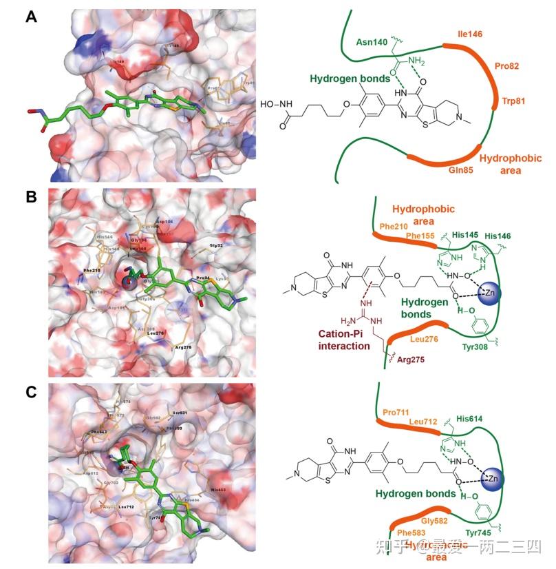BRD4-HDAC双靶标抑制剂可诱导结直肠癌细胞发生自噬 - 知乎