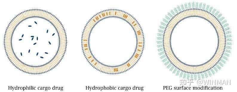 脂质体（Liposome） - 知乎
