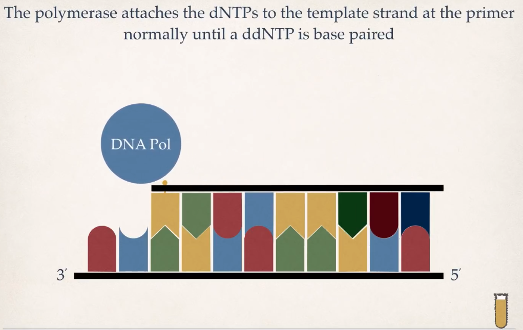基因组学——(二) 测序技术 - 知乎