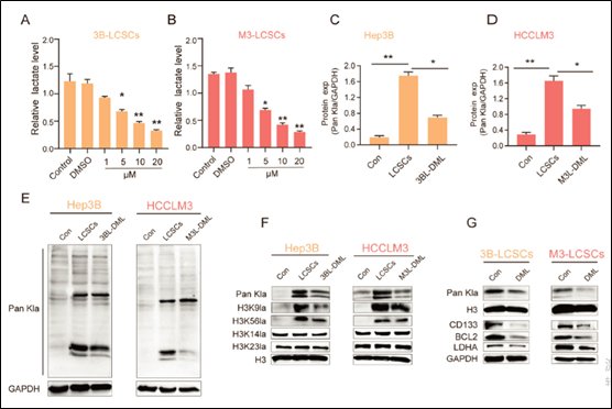 糖酵解、乳酸代谢、组蛋白乳酸化修饰 - 知乎