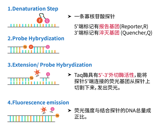 荧光定量PCR(qPCR)从入门到精通-入门篇 - 知乎