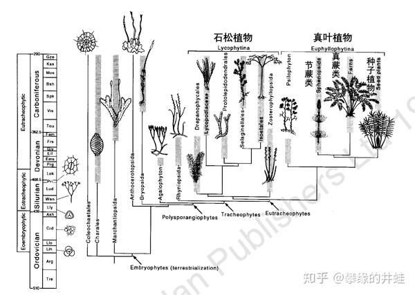 第二百五十三回 小草 - 知乎