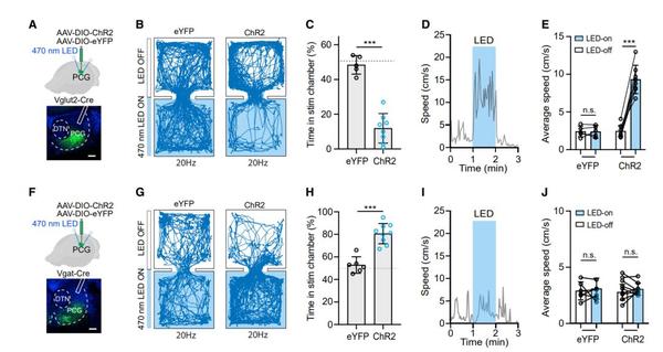 Neuron：信息爆炸？大脑特定神经网络精细调控过滤“无价值”信息 - 知乎