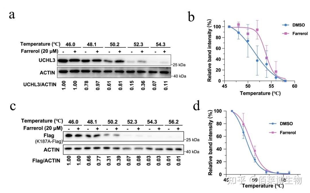 细胞热迁移技术(cell thermal shift assay, CETSA)鉴定蛋白与化合物结合 - 知乎