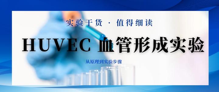 一步步教你掌握HUVEC血管生成实验：从理论到操作全覆盖！ - 知乎