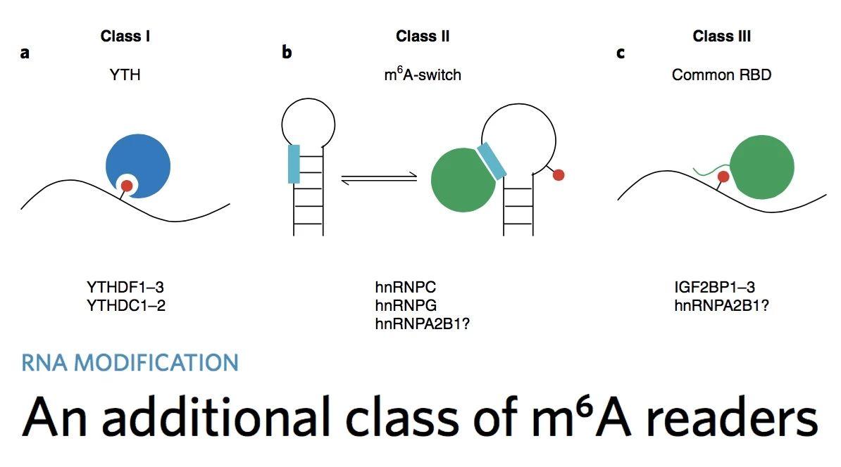 NCB: 一种新的m6A阅读器！可促进mRNA翻译和稳定性 - 知乎