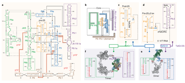 Nat Methods | RNA分子结构研究新方法 - 知乎
