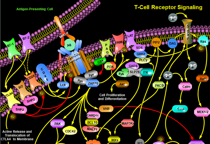 TCR模拟抗体在癌症治疗中的机遇与挑战 - 知乎