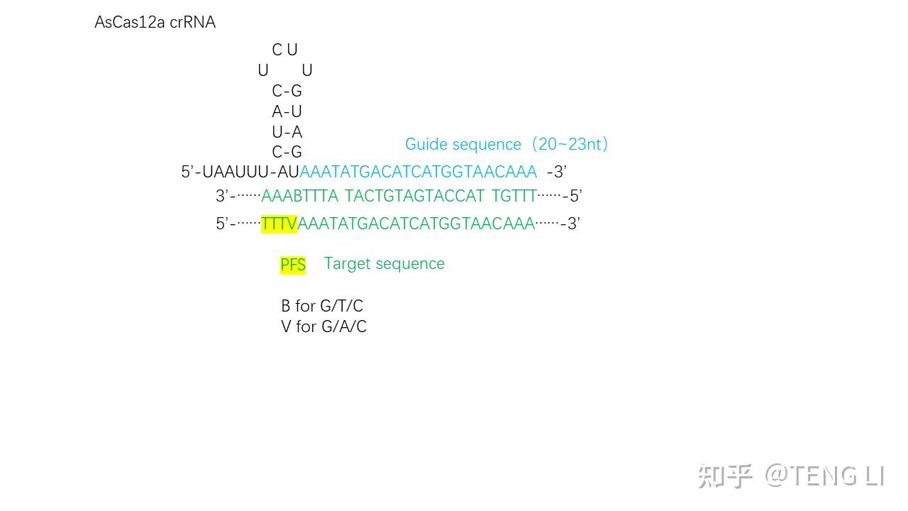 Cas12a的crRNA结构序列是什么？ - 知乎