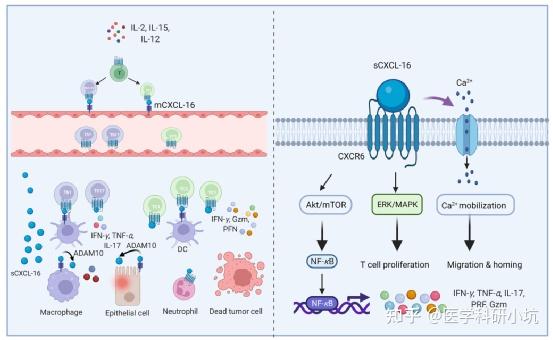 Acta Pharmaceutica Sinica B: 以CXCR6为基础的免疫治疗在自身免疫、癌症和炎症反应中的应用 - 知乎