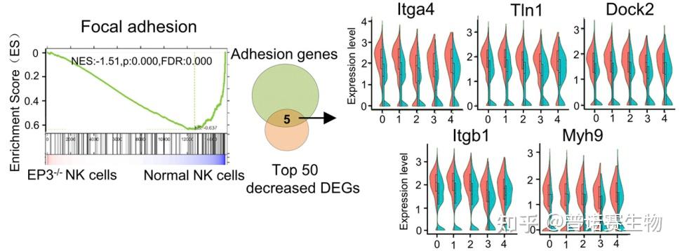 文献解读 | J Exp Med发现NK细胞抑制肝纤维化的作用及机制 - 知乎