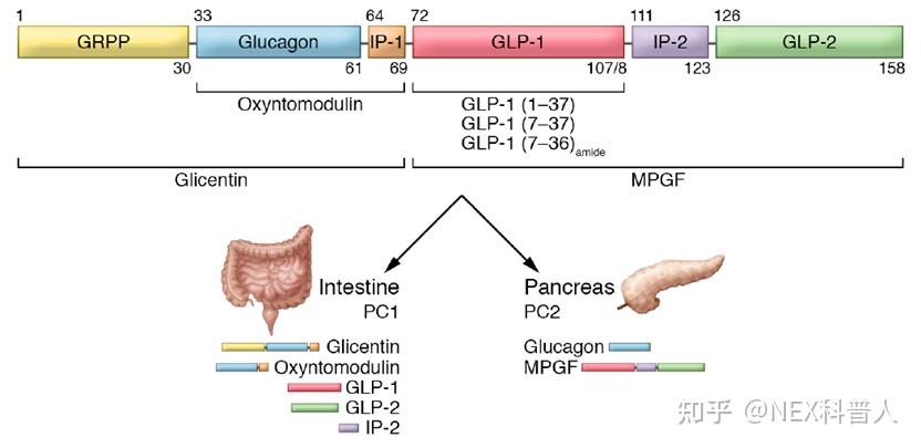 糖尿病明星靶点GLP-1R - 知乎