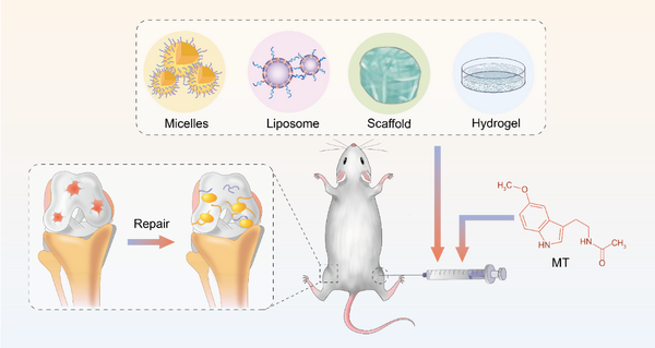 Ageing Res Rev 综述︱杨惠林/何帆/朱雪松团队评述褪黑素在治疗骨关节炎中的作用及研究进展 - 知乎