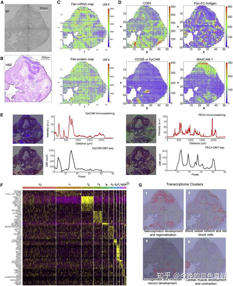 单细胞文章打卡77-DBiT-seq-10um解析度的空间转录组 - 知乎