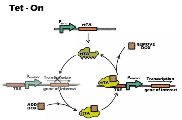 小布实用Tips｜神经元活动依赖工具系列之二：Tet-on/off系统 - 知乎