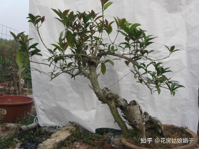 3招教会你，让树桩快速发芽成活，方法简单，一看就会 - 知乎