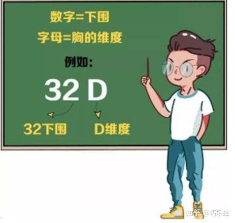 胸围36D到底有多大？ - 知乎