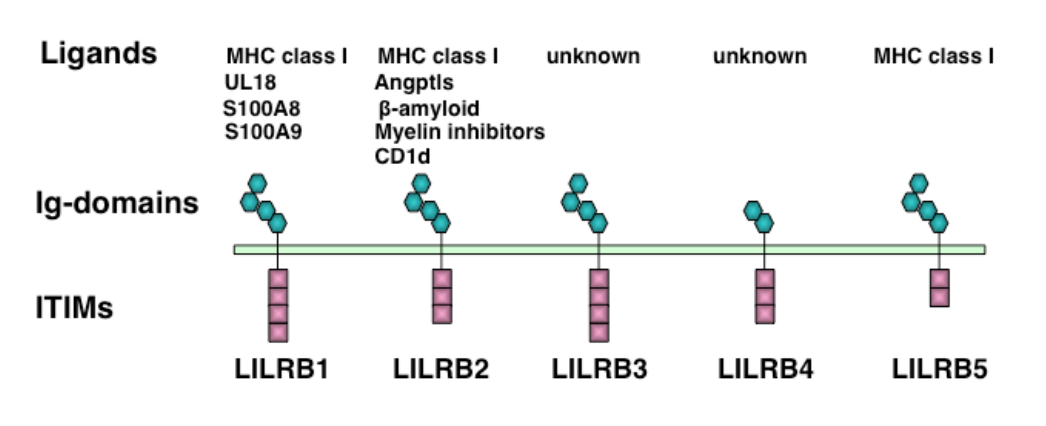 抗癌理想靶点新选择：LILRBs - 知乎