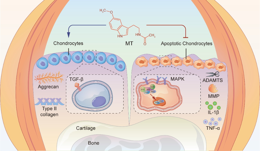 Ageing Res Rev 综述︱杨惠林/何帆/朱雪松团队评述褪黑素在治疗骨关节炎中的作用及研究进展 - 知乎